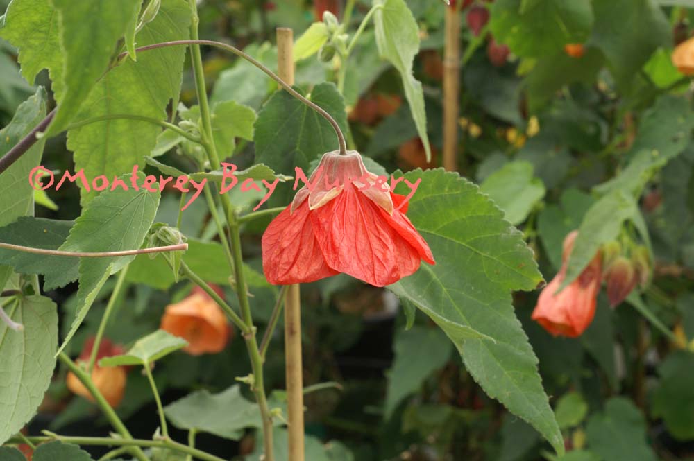 Flowering Maple (Abutilon hybrid) in the Plant ID forum - Garden.org