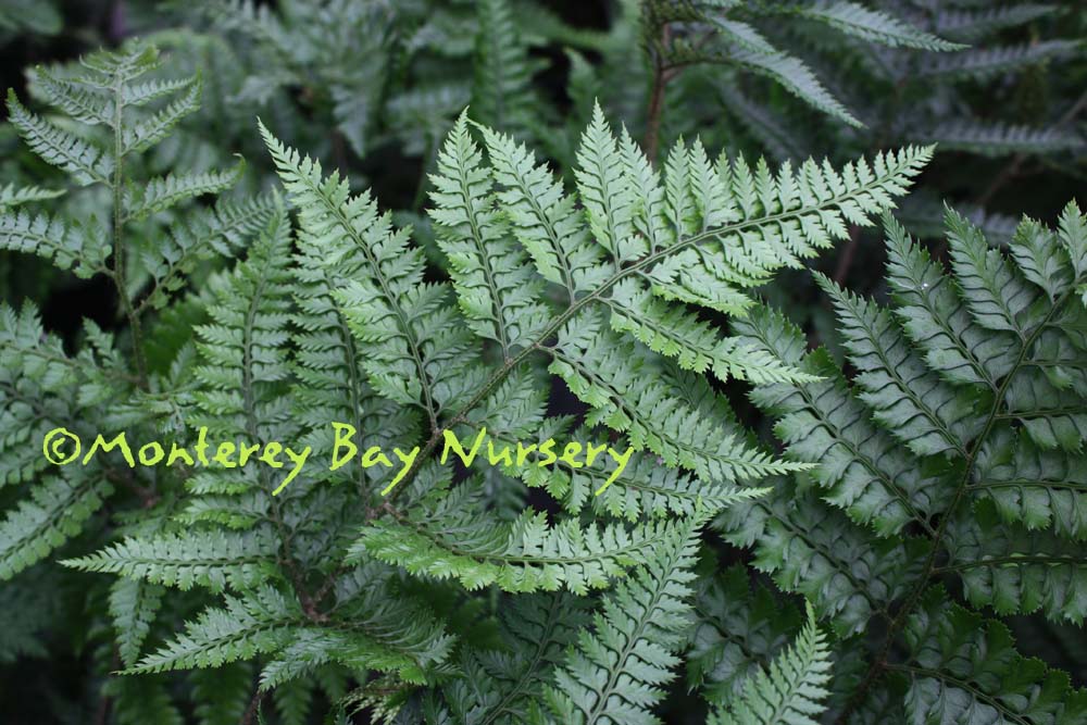 Monterey Bay Nursery plants - A