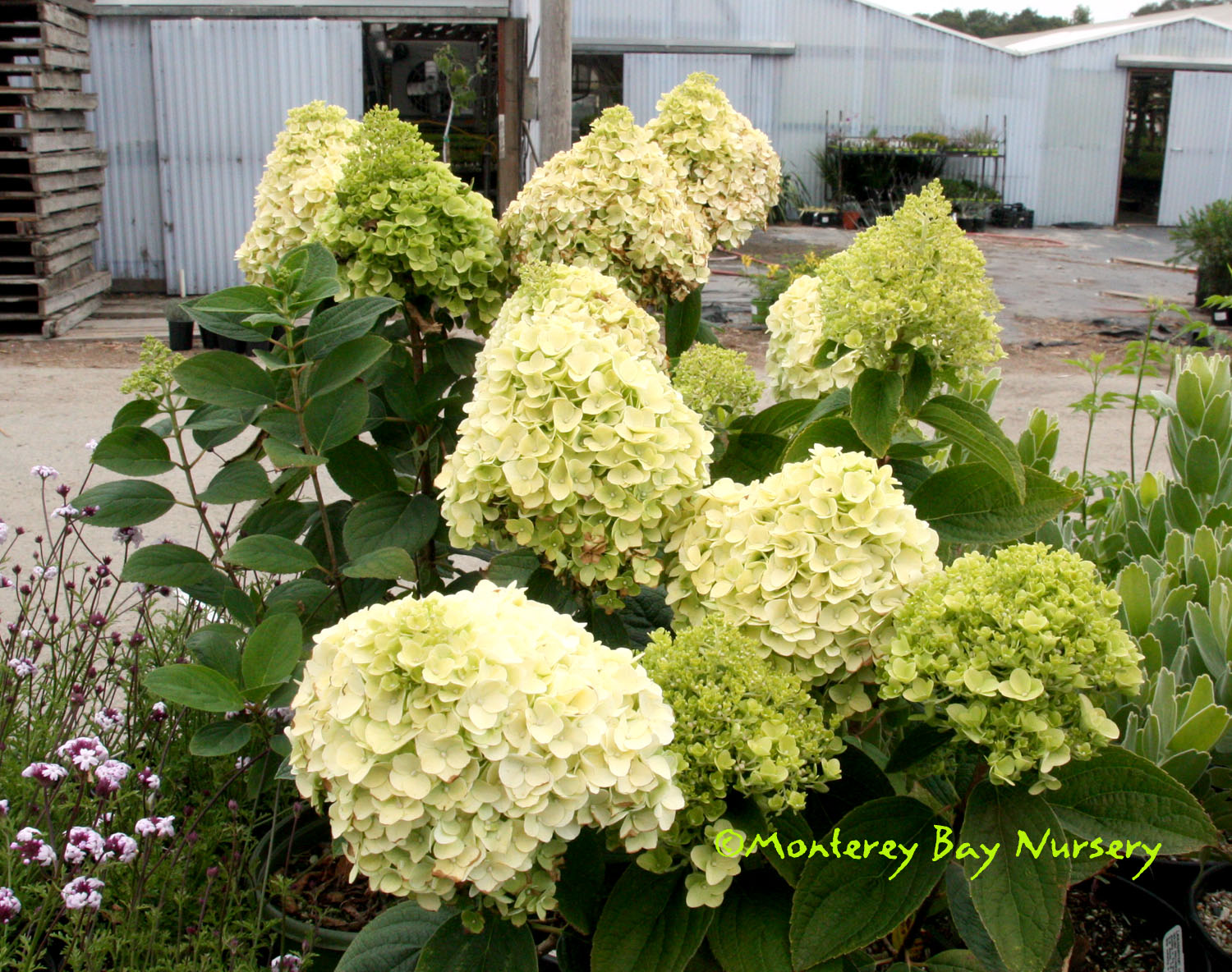 Monterey Bay Nursery plants - H