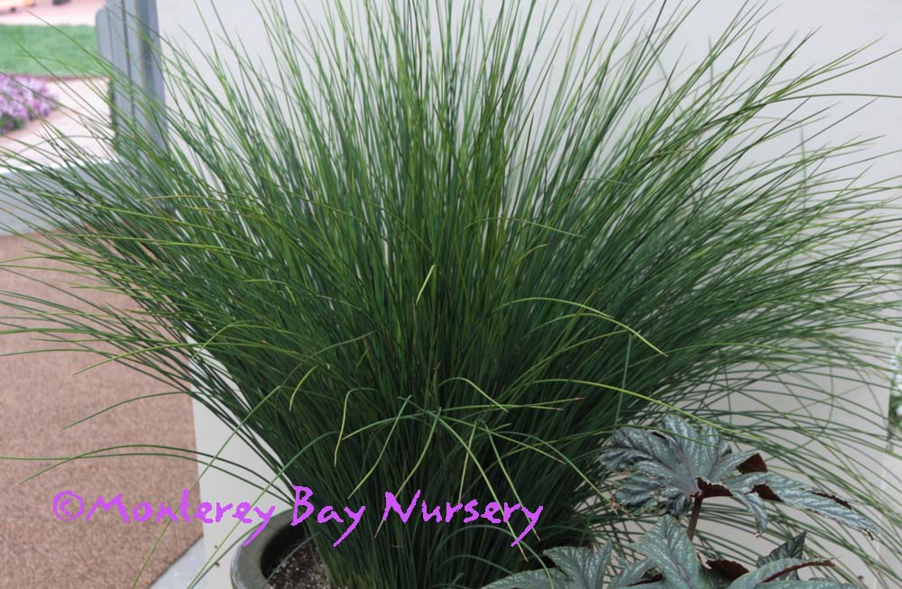 Monterey Bay Nursery plants - J