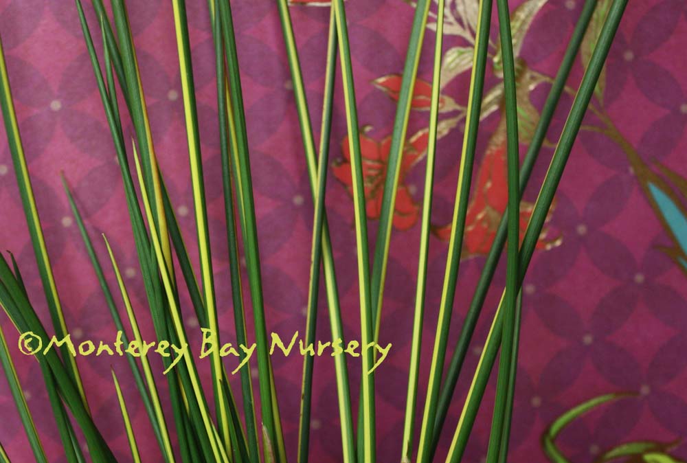 Monterey Bay Nursery plants - J