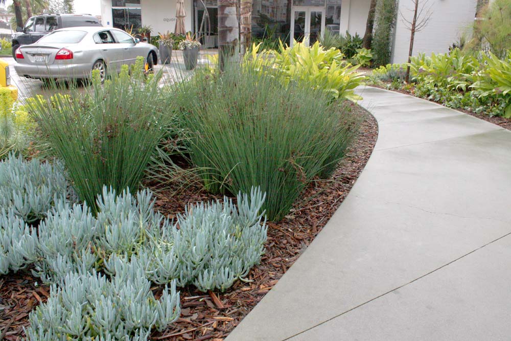 Monterey Bay Nursery plants - J