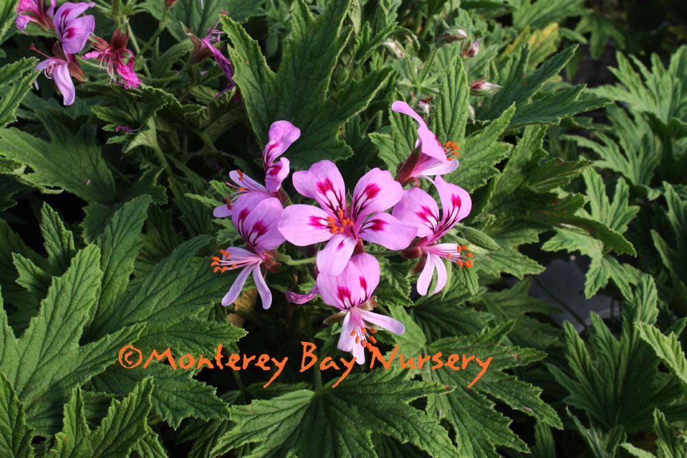 Monterey Bay Nursery plants - P