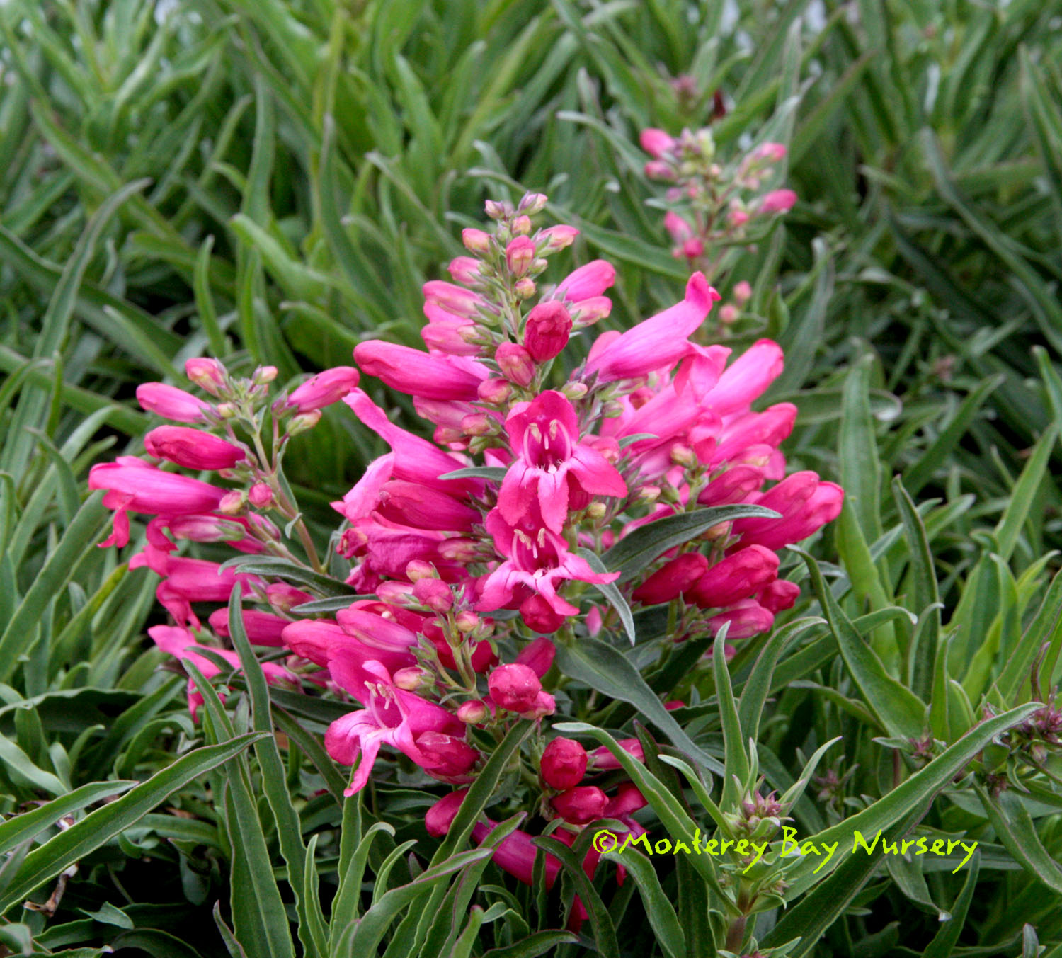 Monterey Bay Nursery plants - P