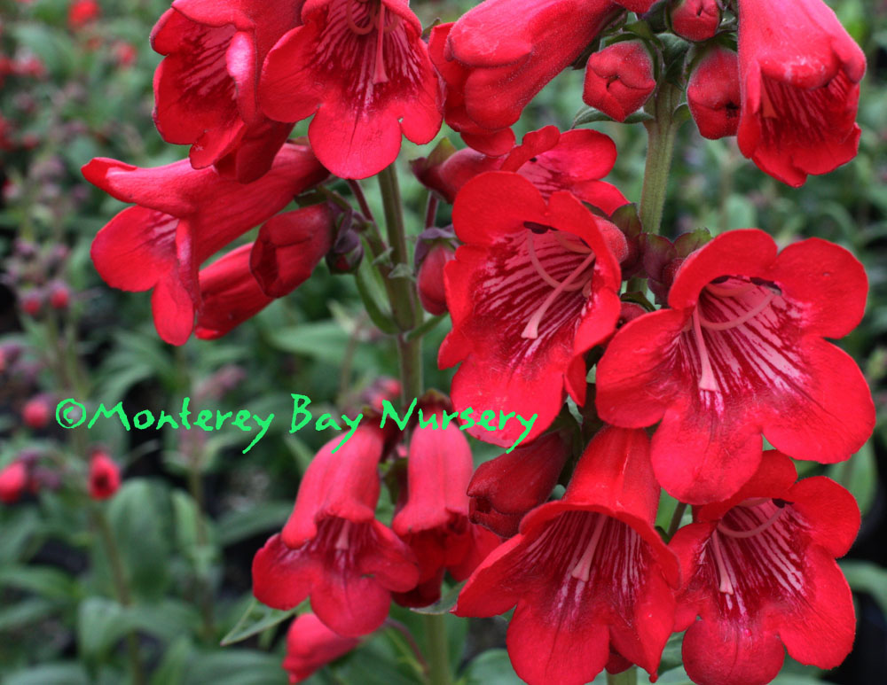 Monterey Bay Nursery plants - P