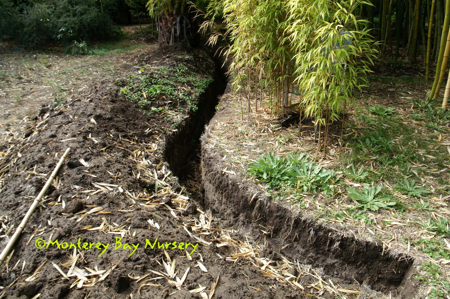 Monterey Bay Nursery plants - P